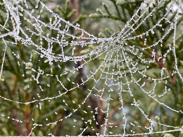 Spider Web Ice Cream Winter - Free photo on Pixabay - Pixabay