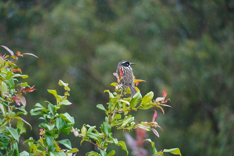 Bird Rain Animal - Free photo on Pixabay