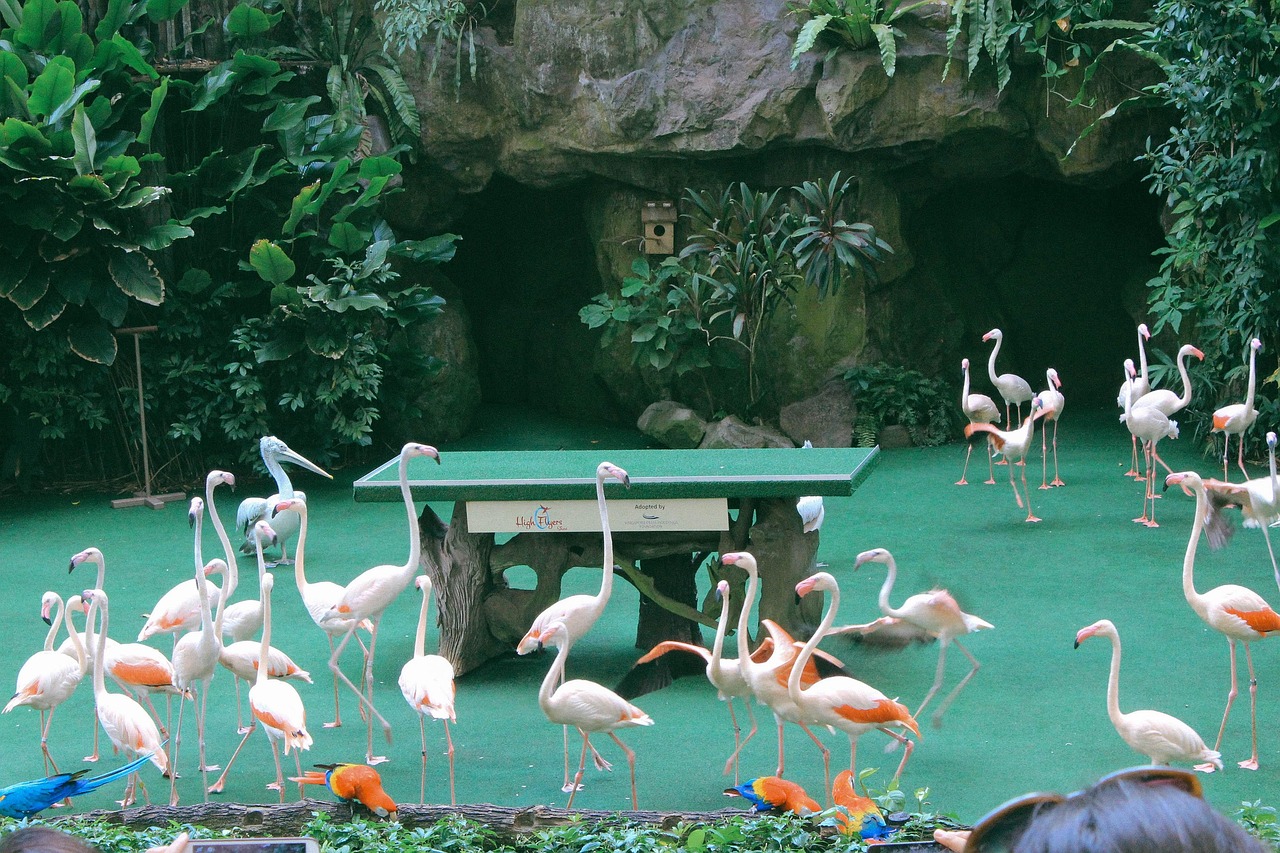 Flamants Roses Animal Zoo - Photo gratuite sur Pixabay - Pixabay