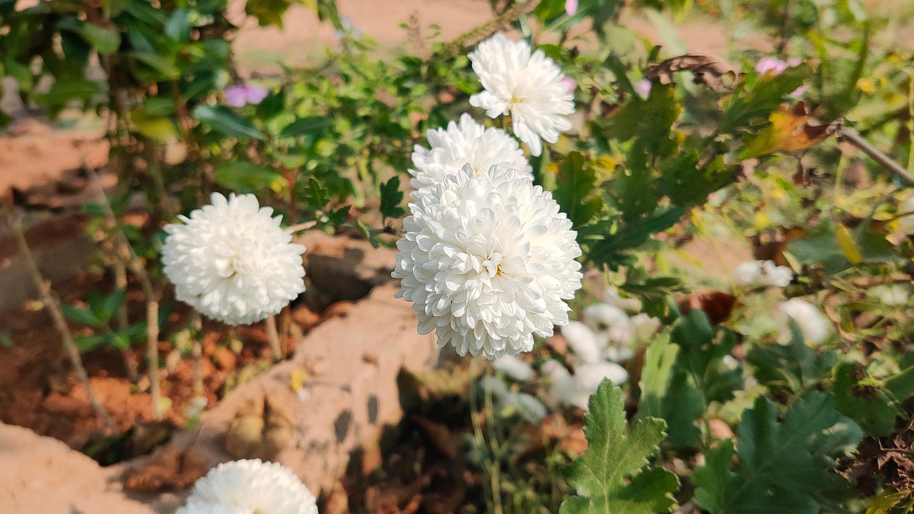 Fleurs De Daheliya Jouer - Photo gratuite sur Pixabay - Pixabay