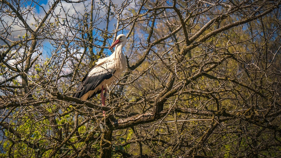 Birds Stork Beak - Free photo on Pixabay