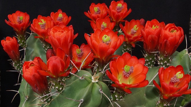 Cactus Flower Nature Echinocereus - Free photo on Pixabay