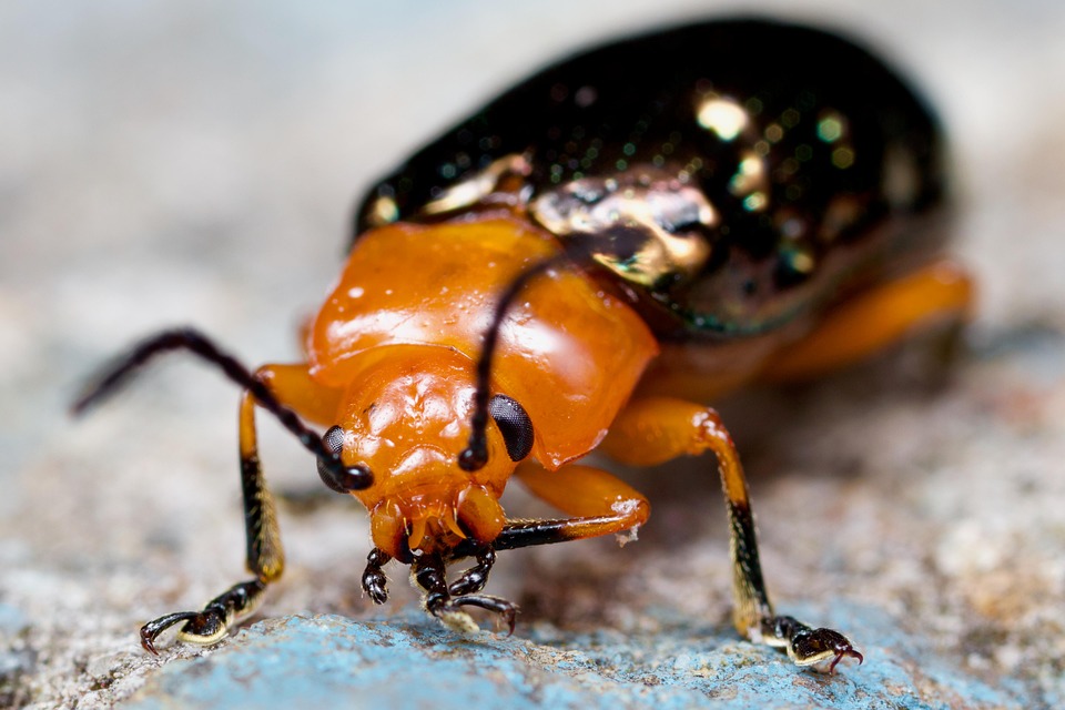 Pittosporum Beetle Insect - Free photo on Pixabay