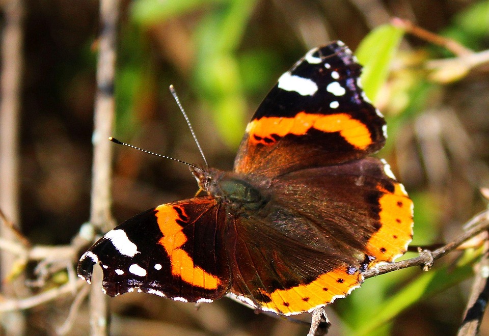Alanta Butterfly - Free photo on Pixabay