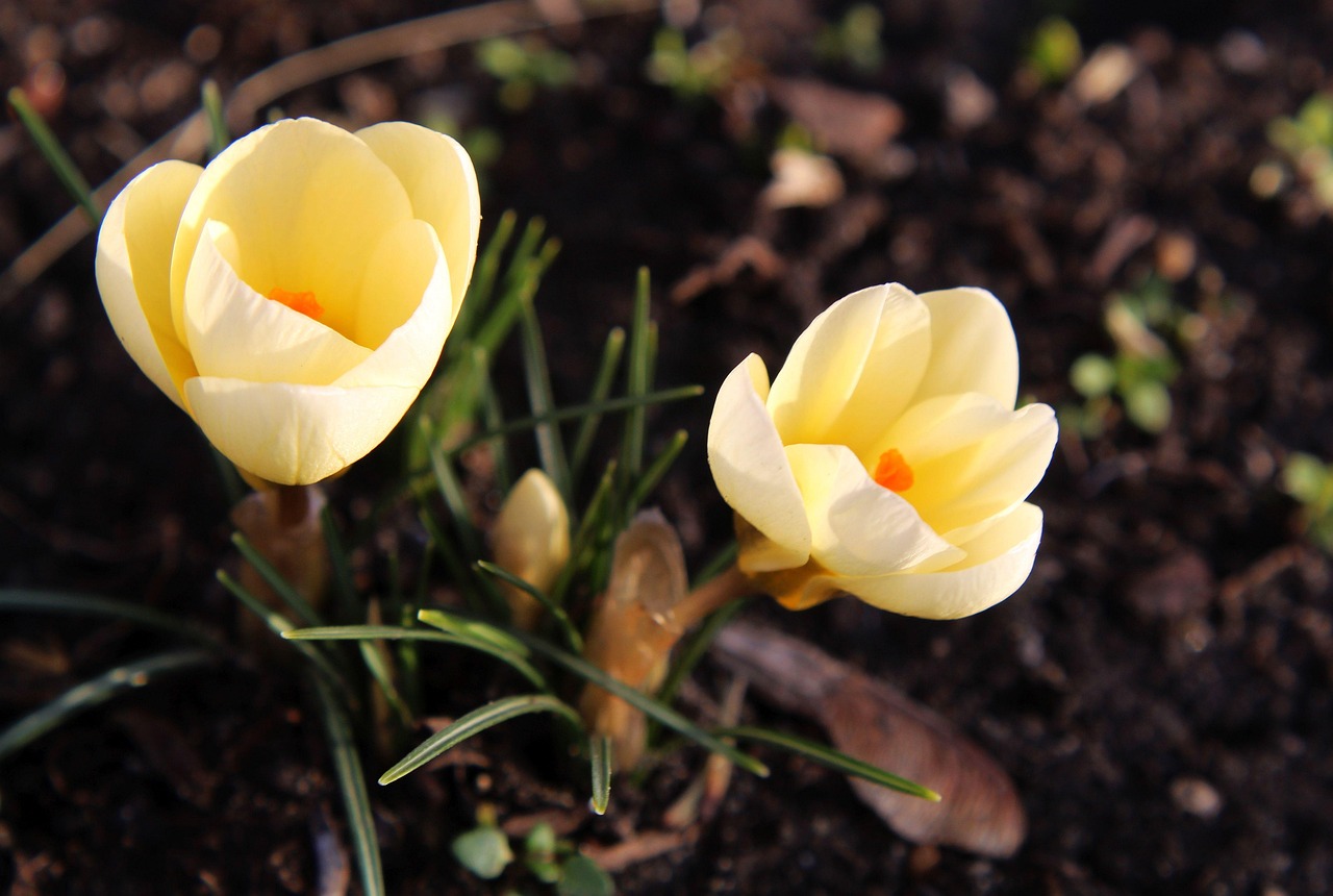 Fleur Crocus Botanique - Photo gratuite sur Pixabay - Pixabay