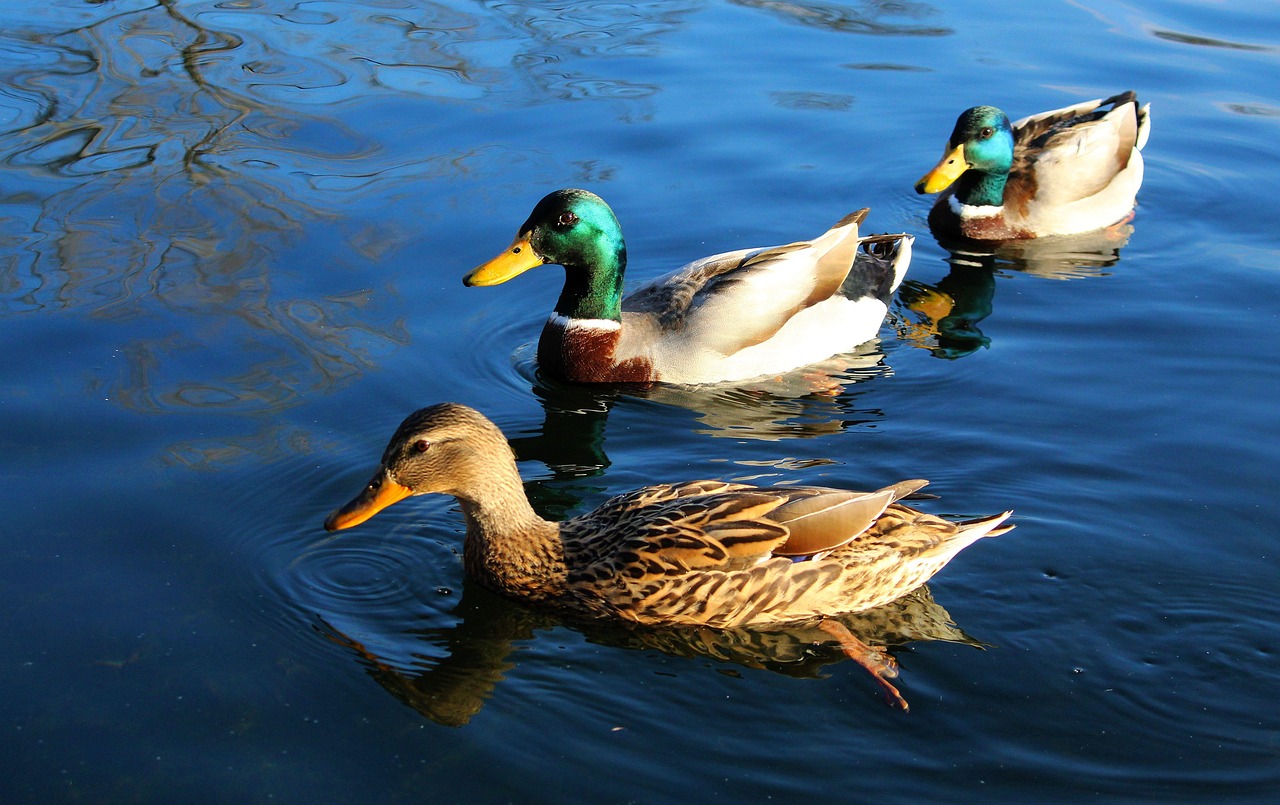 Wildenten Ente Vögel - Kostenloses Foto auf Pixabay - Pixabay