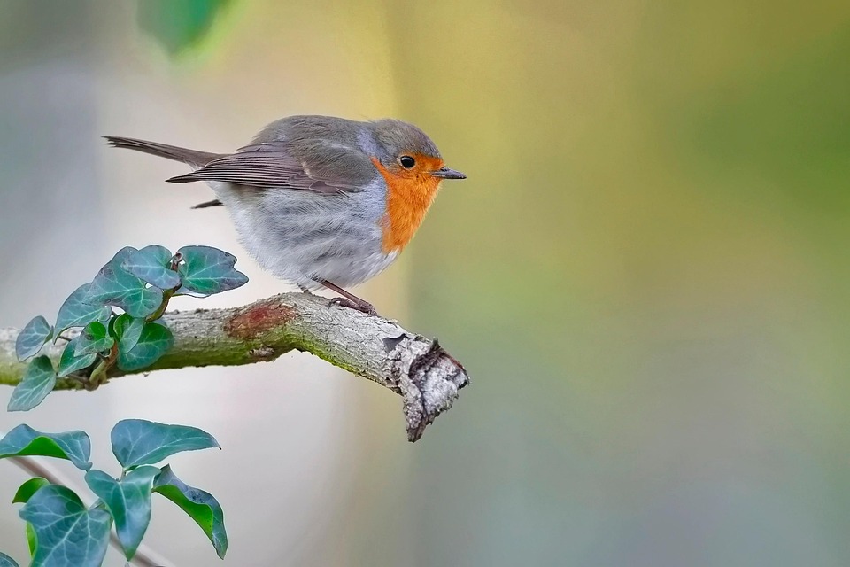Bird European Robin Perched - Free photo on Pixabay