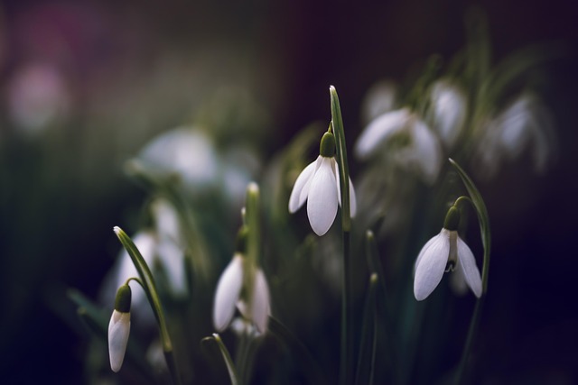 Fleurs Blanches Perce-Neige - Photo gratuite sur Pixabay