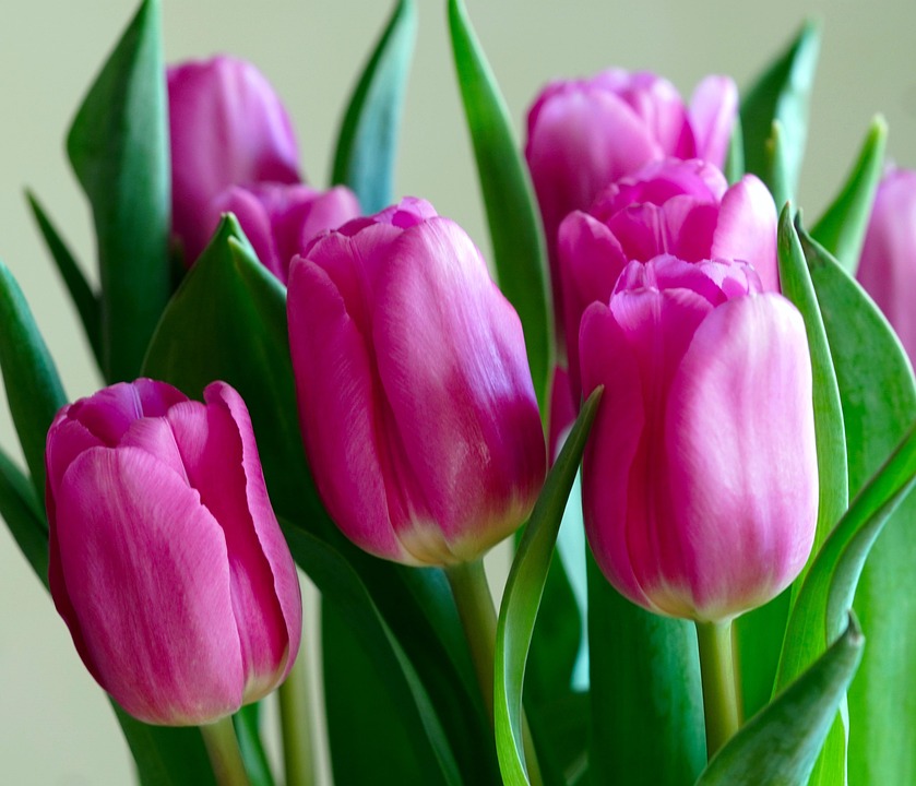 Flower Tulips Pink - Free photo on Pixabay