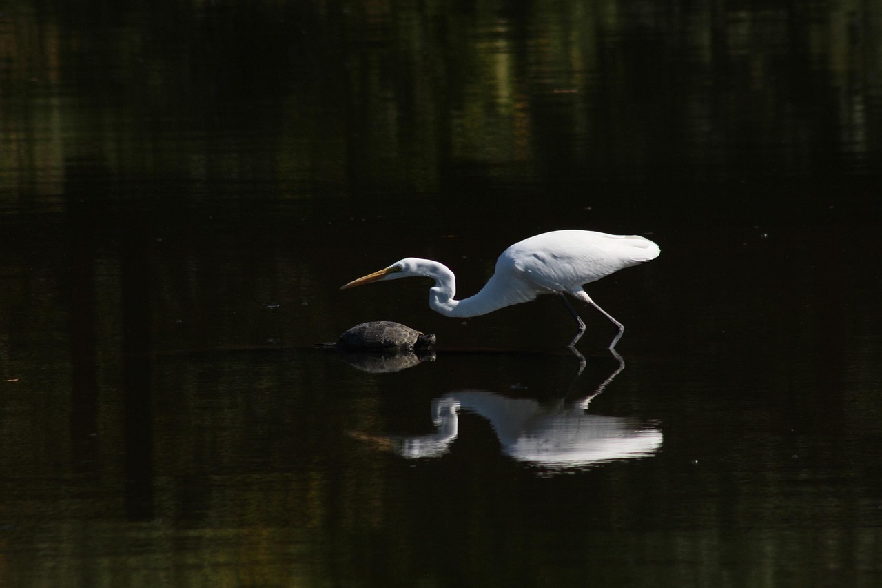 Bird Egret River - Free photo on Pixabay