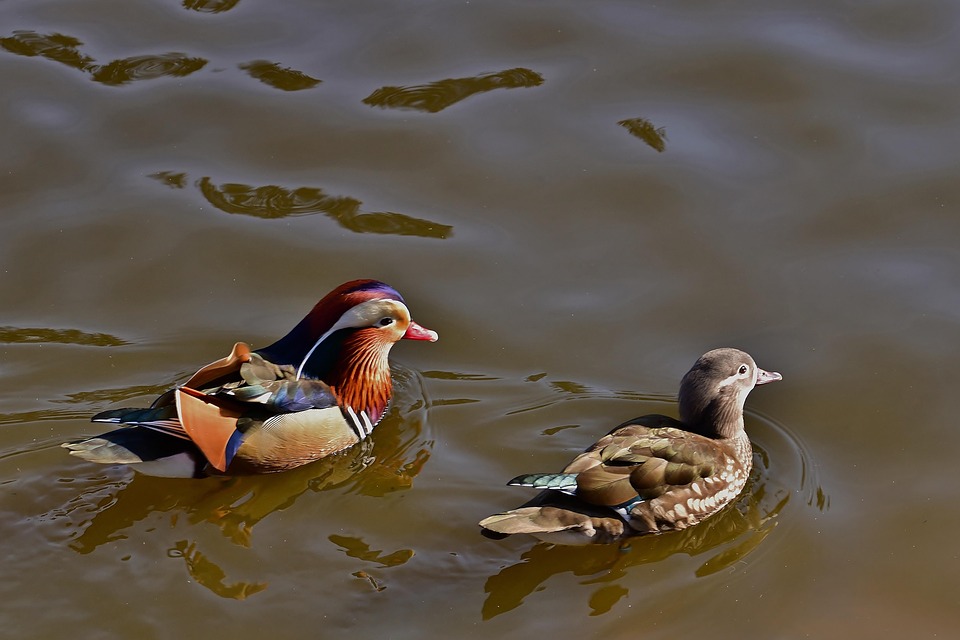 Mandarin Ducks Water Birds Lake - Free photo on Pixabay