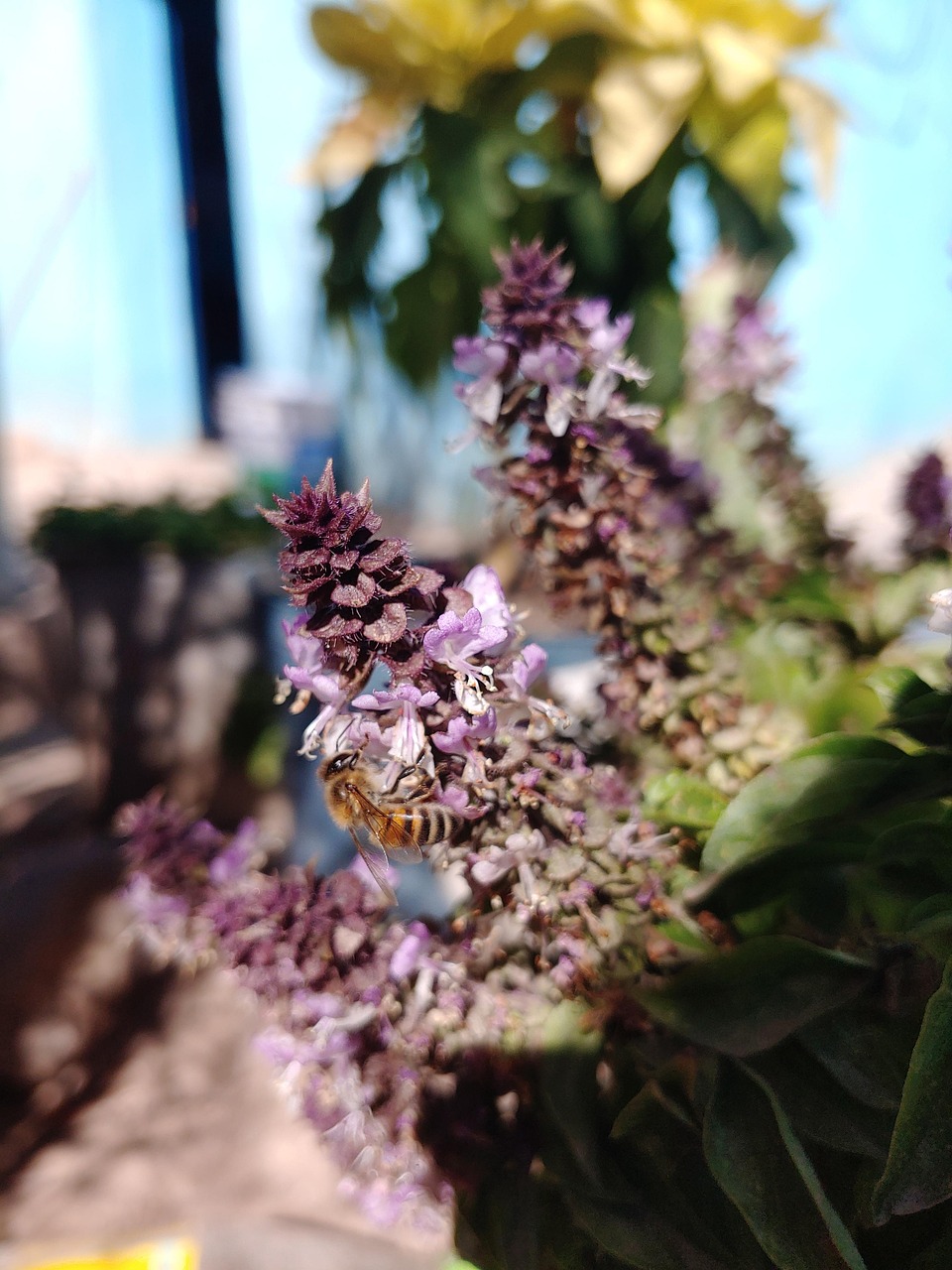 Bee On Flower - Free photo on Pixabay - Pixabay