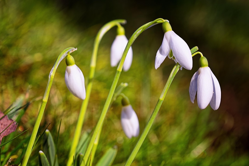 Flower Botany Snowdrops - Free photo on Pixabay