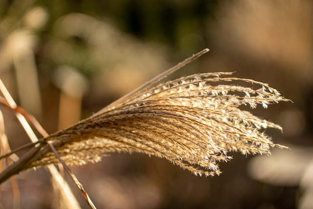 Plantes Gazon Plumeux - Photo gratuite sur Pixabay - Pixabay