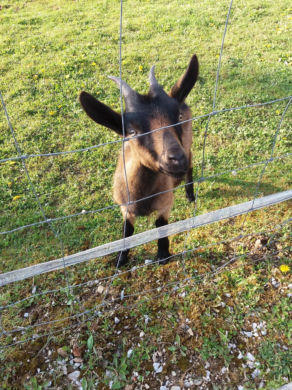 Chèvre Animal En Regardant - Photo gratuite sur Pixabay - Pixabay