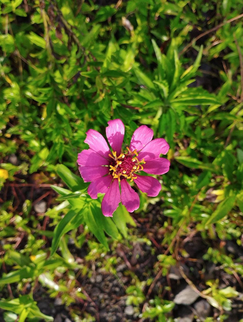 Indonesia Flower Natural - Free photo on Pixabay - Pixabay