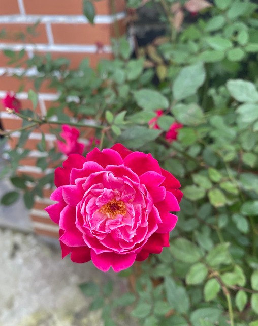 Rose Flower Leaf - Free photo on Pixabay - Pixabay