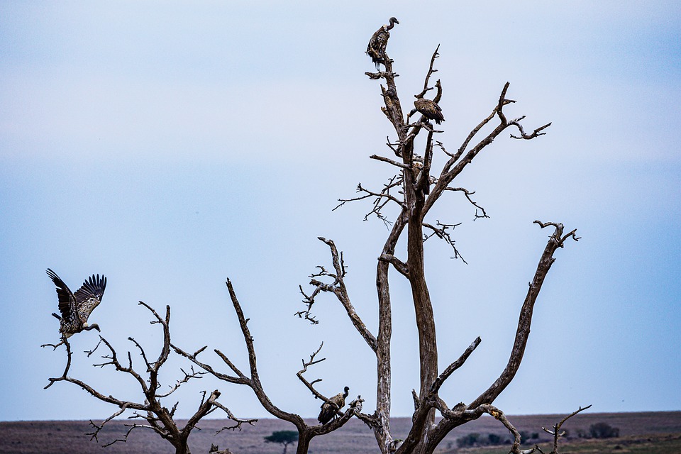 Vultures Wild Animals Wilderness - Free photo on Pixabay