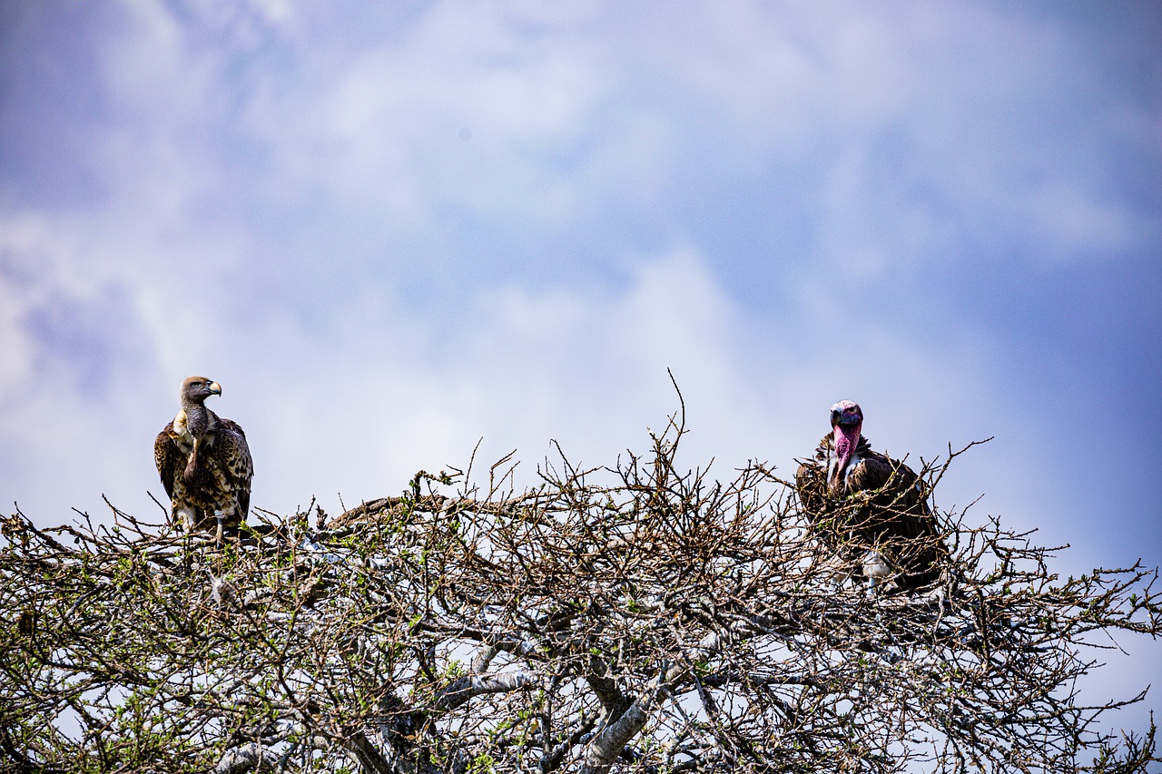 Vultures Birds Wild Animals - Free photo on Pixabay
