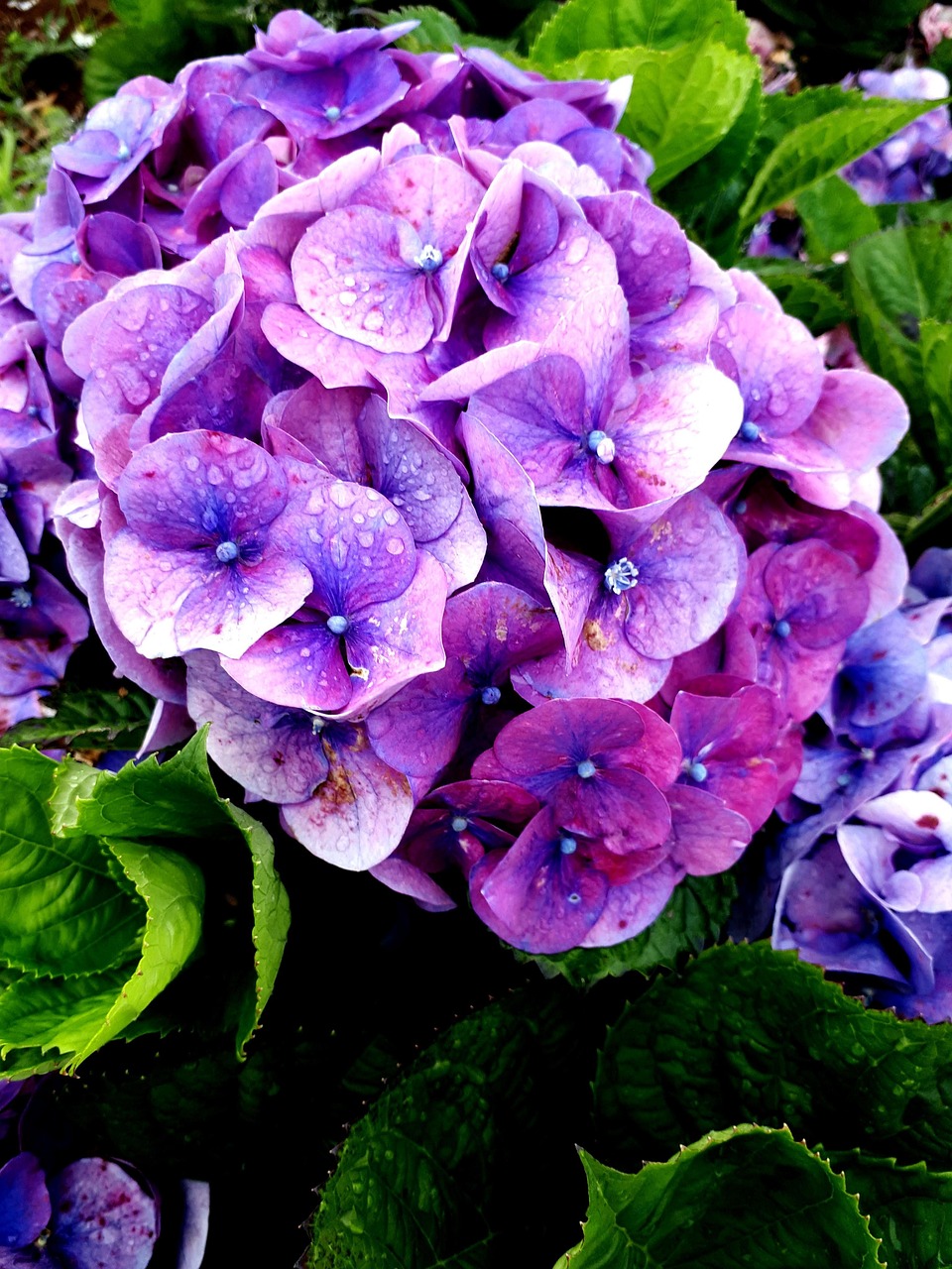 Hortensie Blume Pflanzen - Kostenloses Foto auf Pixabay - Pixabay
