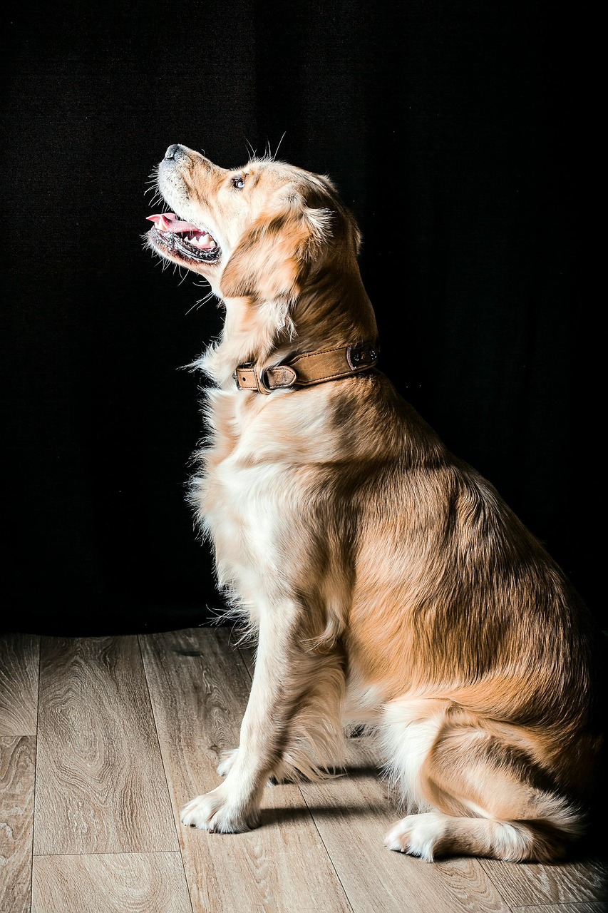 Golden Retriever Domestic Animal - Free photo on Pixabay - Pixabay