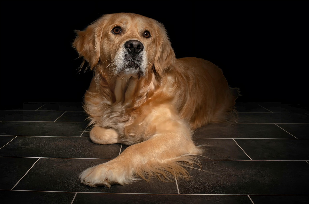 Golden Retriever Female Dog Model - Free photo on Pixabay