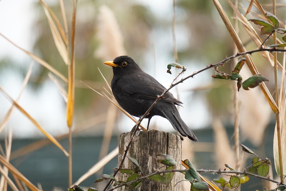 Blackbird Bird Animal - Free photo on Pixabay