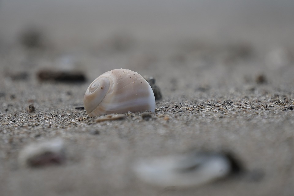 Snail Shell Animal - Free photo on Pixabay