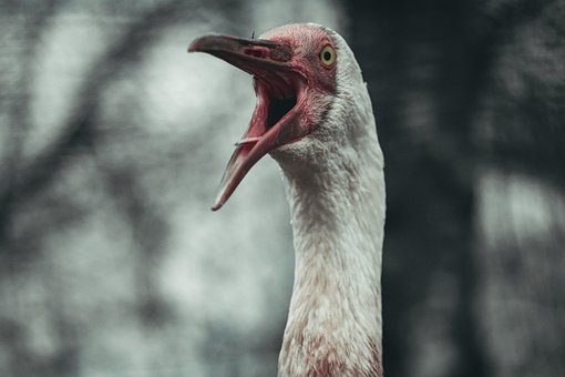 10+ Free Siberian Crane & Mumbai Images - Pixabay