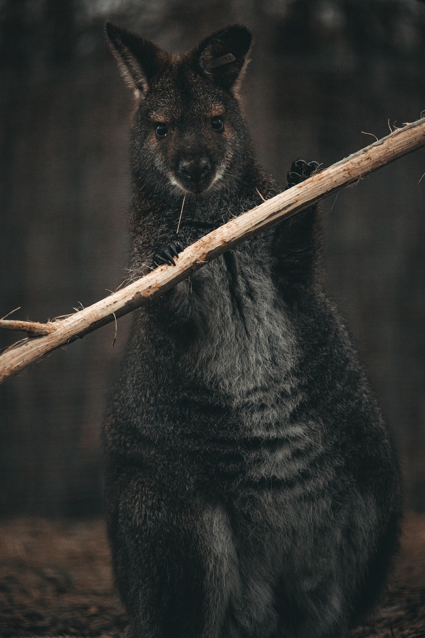 200+ Free Wallabies & Wallaby Photos - Pixabay