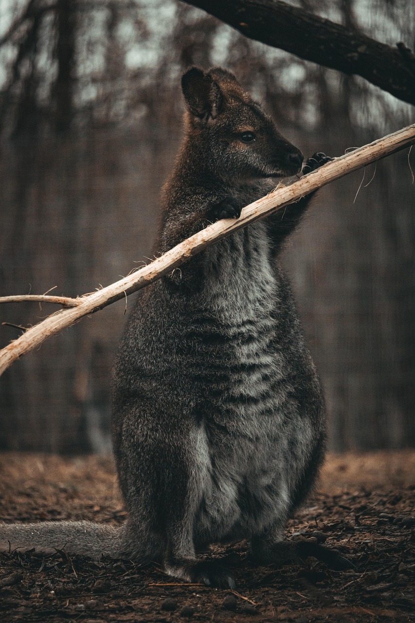200+ Free Wallabies & Wallaby Photos - Pixabay