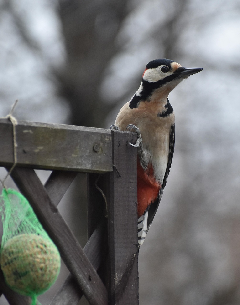 Pájaro Carpintero Fauna - Foto gratis en Pixabay - Pixabay