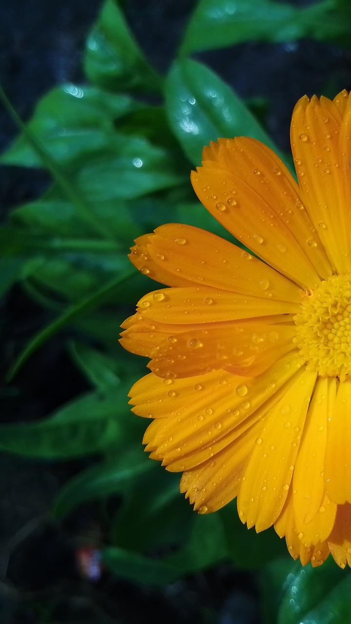 Flower Nature Pic Of The Day - Free photo on Pixabay - Pixabay