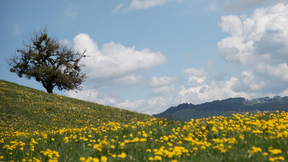 Padang Rumput Bunga Lanskap - Foto gratis di Pixabay - Pixabay