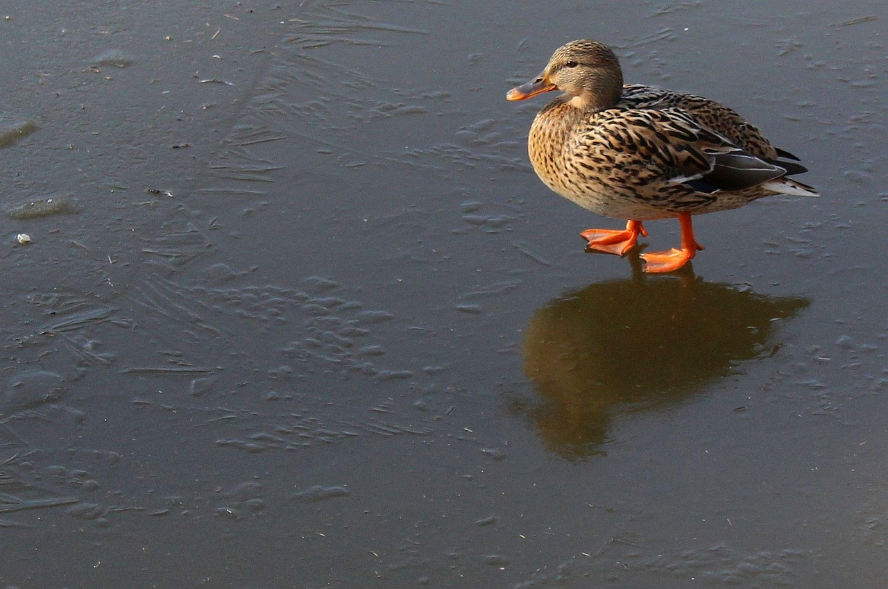 Duck Wild Ducks Bird - Free photo on Pixabay - Pixabay