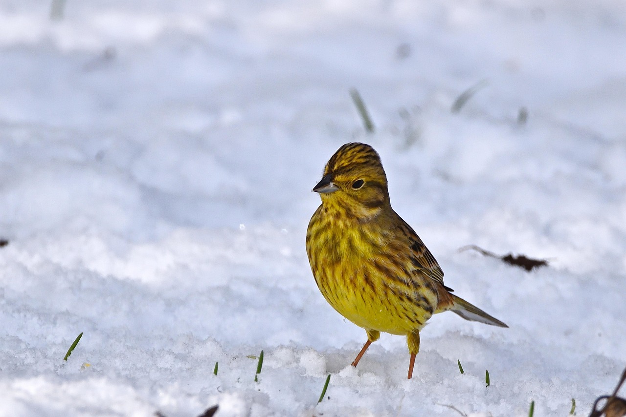 Yellowhammer Bird Animal - Free photo on Pixabay