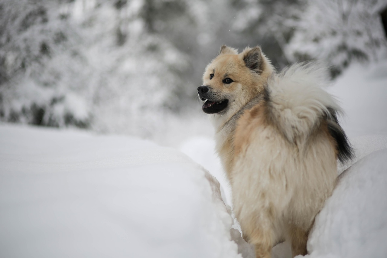 Hund Schnee - Kostenloses Foto auf Pixabay - Pixabay