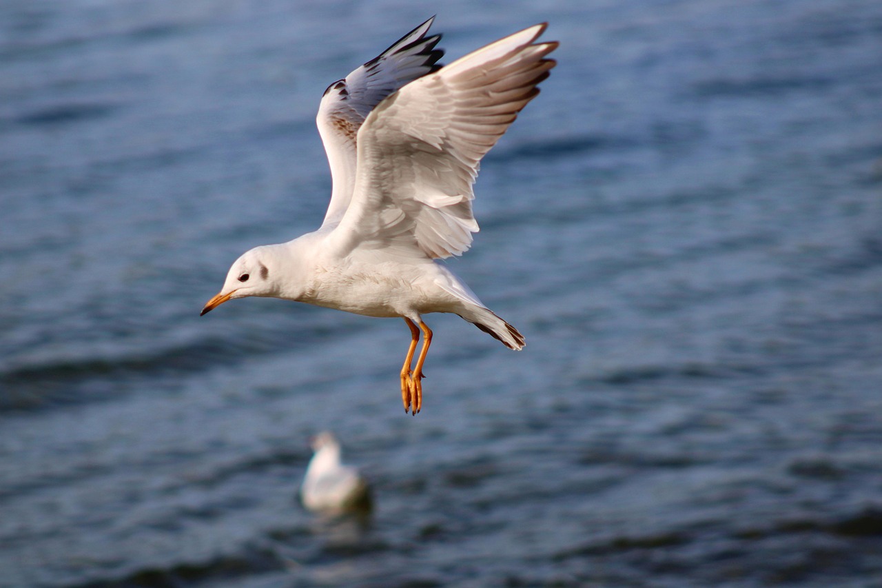 Bird Seagull Ornithology - Free photo on Pixabay - Pixabay