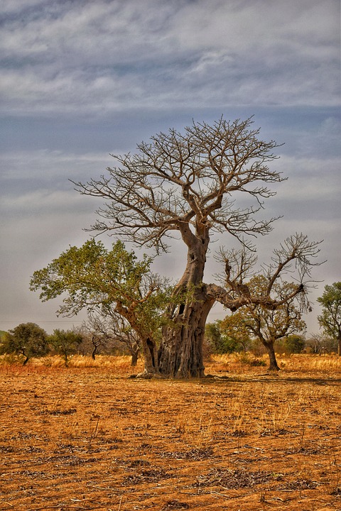 Nature Plant Tree - Free photo on Pixabay - Pixabay