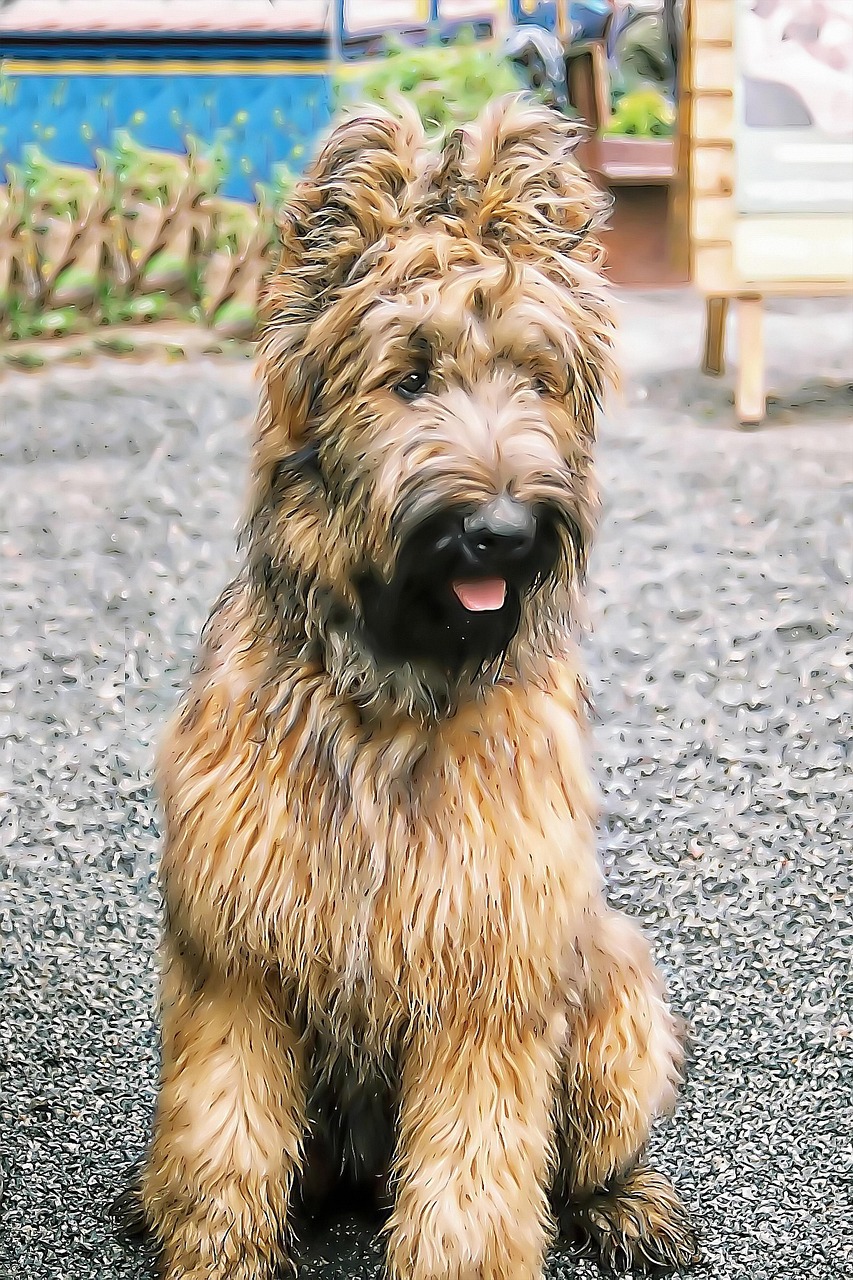 Perro Animal Amigo - Foto gratis en Pixabay - Pixabay