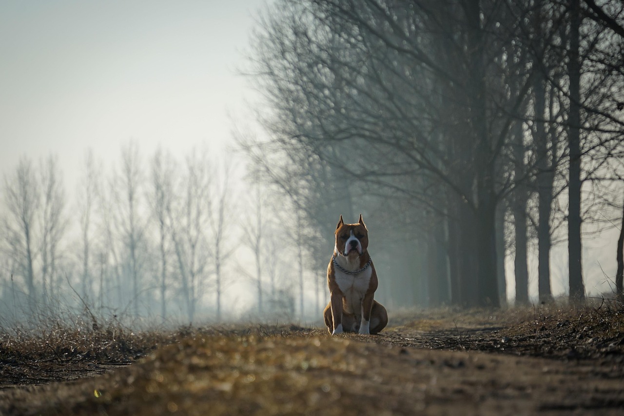 Animal Dog Mammal - Free photo on Pixabay