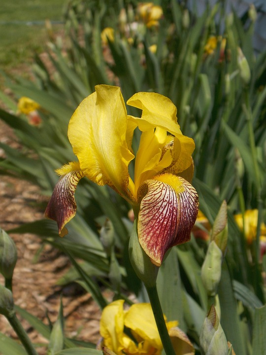 Iris Nature Fleur - Photo gratuite sur Pixabay - Pixabay