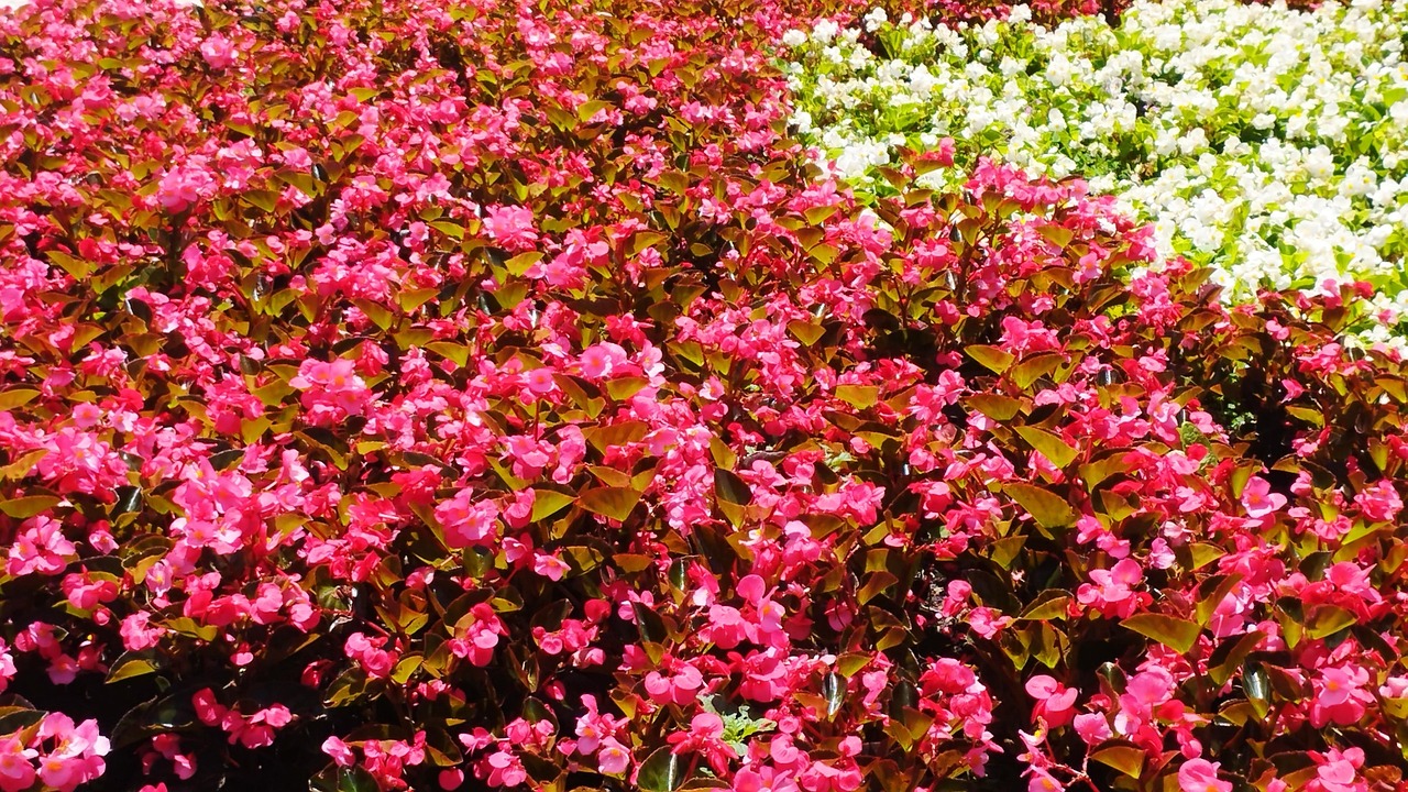 Primavera Natureza Jardim Flores - Foto gratuita no Pixabay - Pixabay