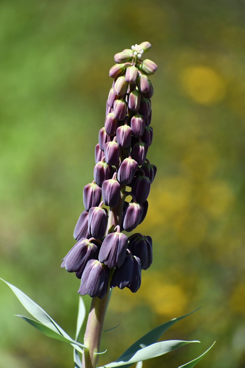 Fritillaria Flowers Plant - Free photo on Pixabay - Pixabay