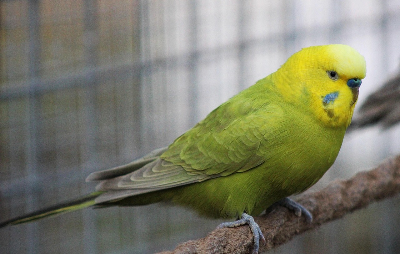 Bird Parakeet Budgie - Free photo on Pixabay - Pixabay