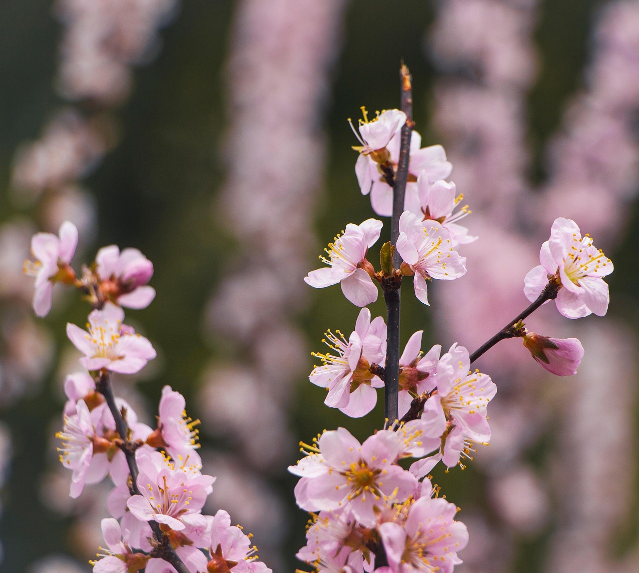 Flores De Cerezo Sakura 550+ Fotos De Cerezos En Flor | Descargar