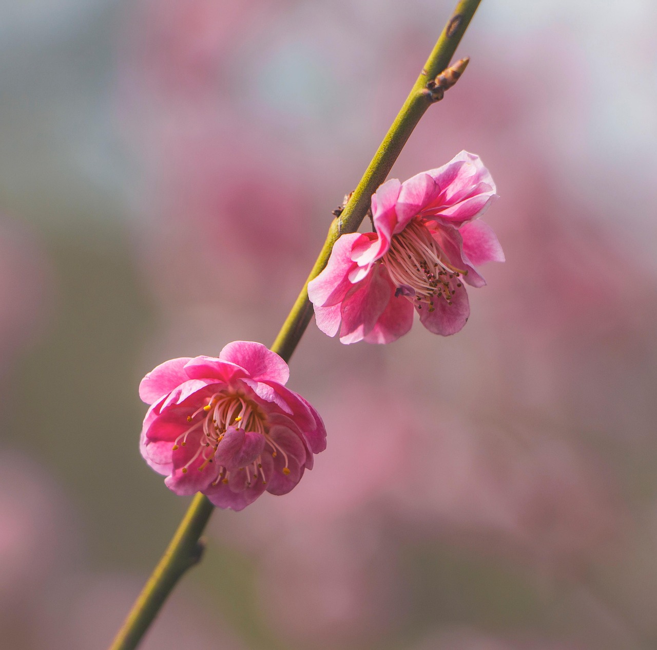 2,000+ Free Peach & Nature Images - Pixabay