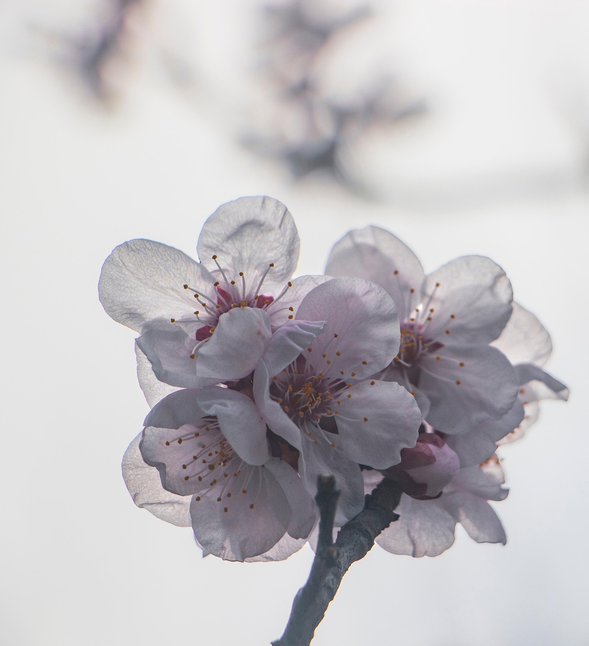 Flowers Peach Blossom Petals Free Photo On Pixabay Flowers Peach Blossom Petals Free Photo On Pixabay