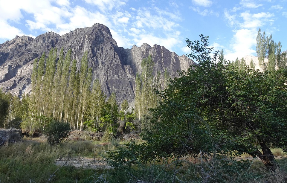Poplar Pohon Pensil Populus - Foto gratis di Pixabay - Pixabay
