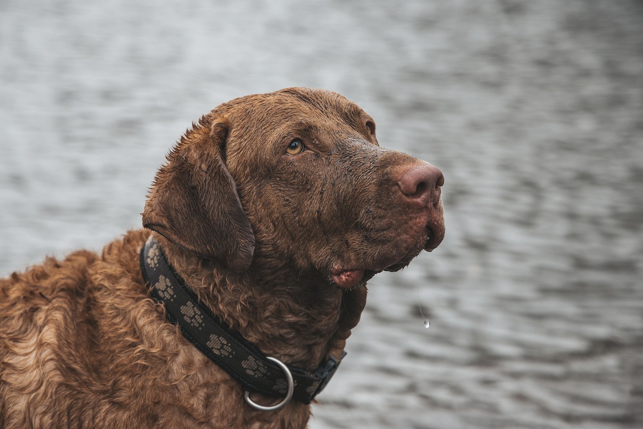 Dog Canine Pet - Free photo on Pixabay